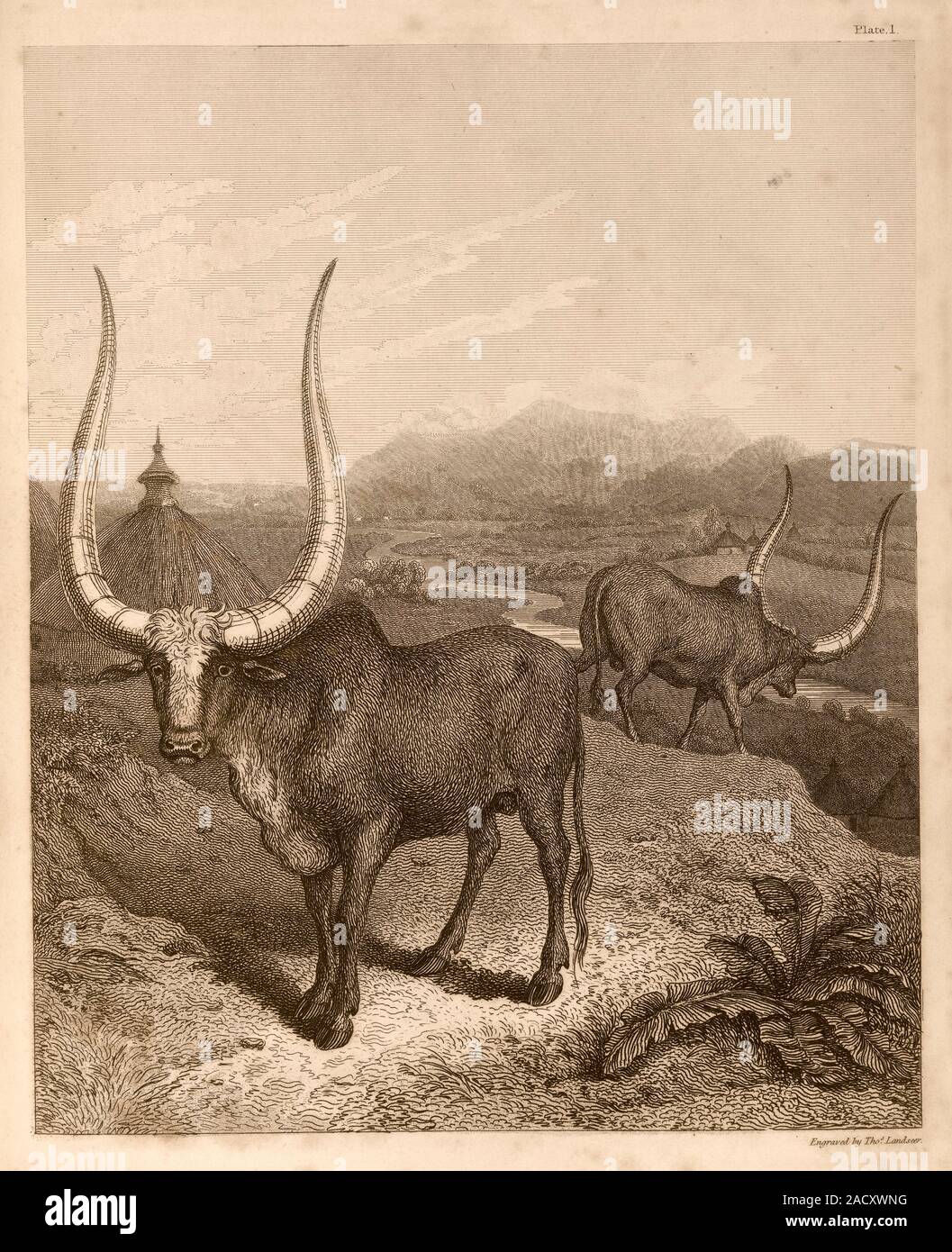 Sanga cattle (Bos africanus) in an African landscape, 19th-century ...