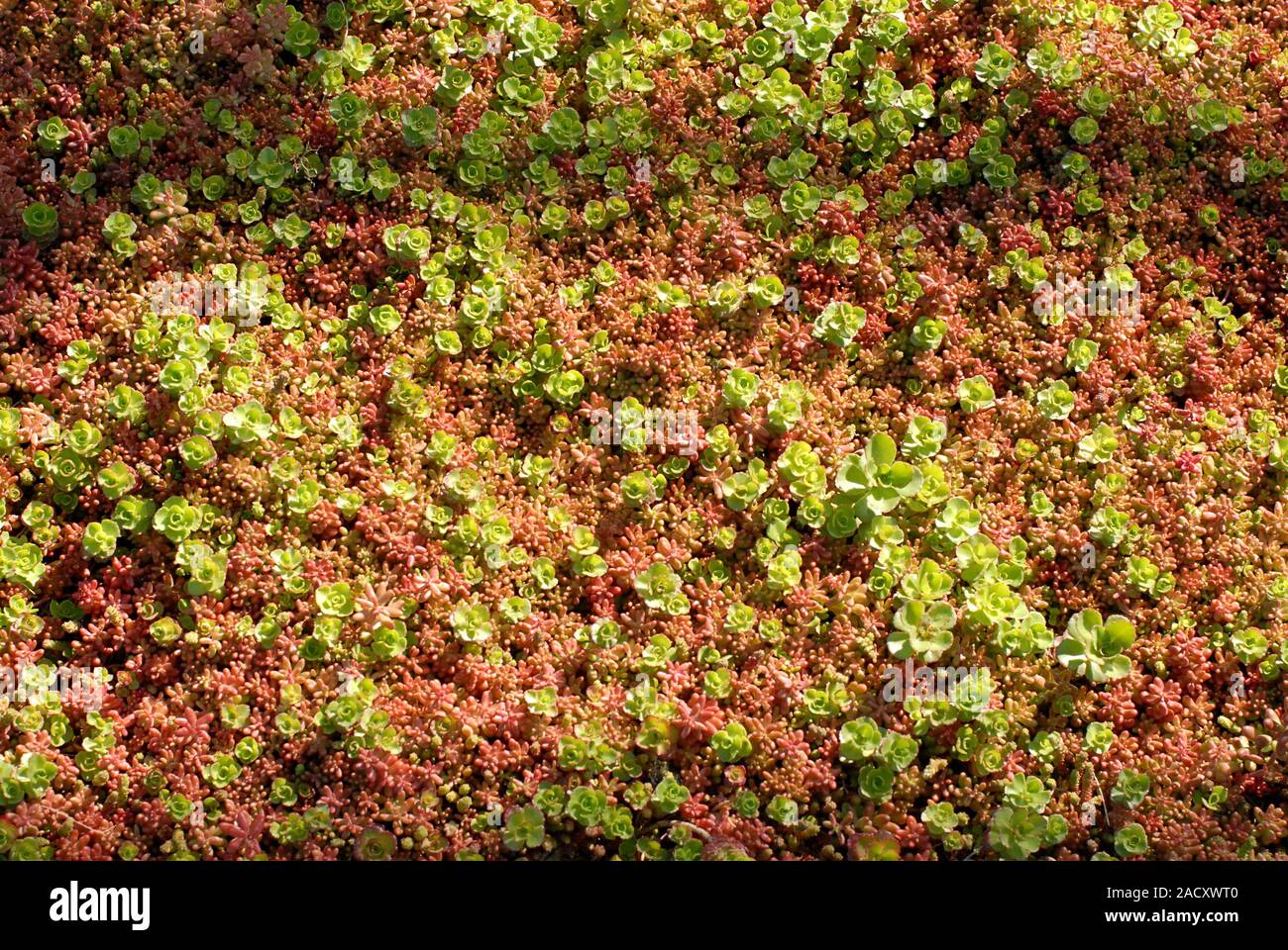 Close-up of a sedum, or stonecrop, mat on a green roof. The mat ...