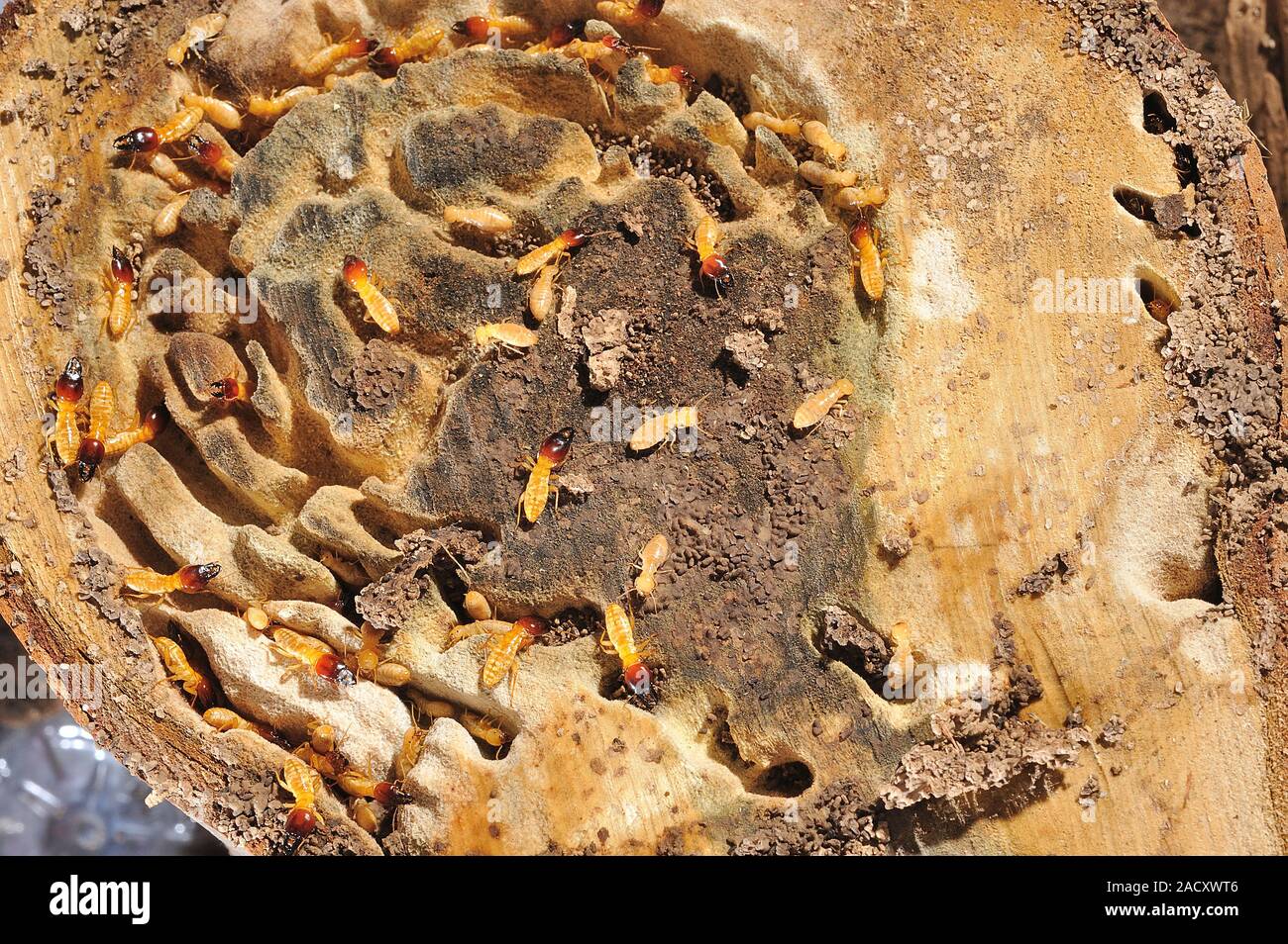 Colony of Hodotermopsis sjoestedt dampwood termites. Termites are ...