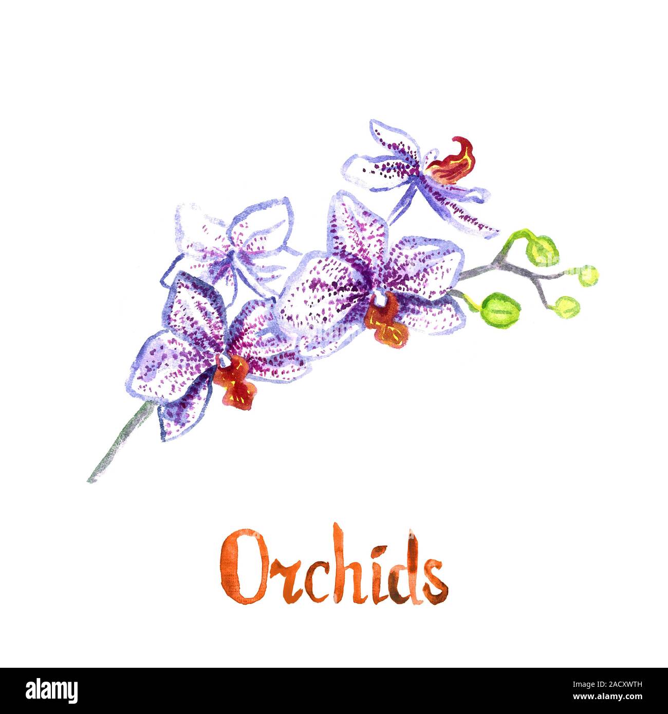 Phalaenopsis orchid flowers isolated on white hand painted watercolor ...