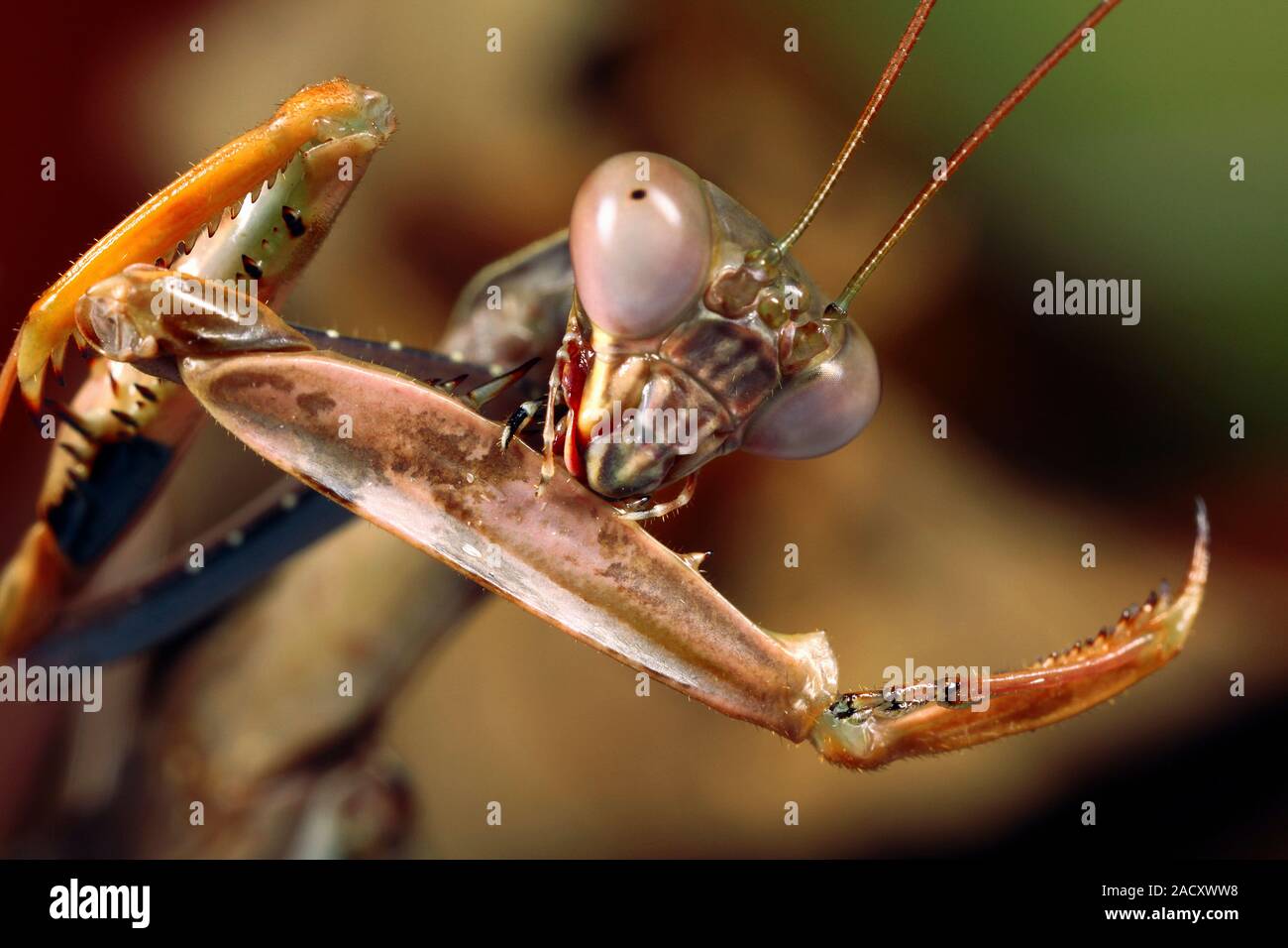 Mantis (Tarachodes karschii Stock Photo - Alamy