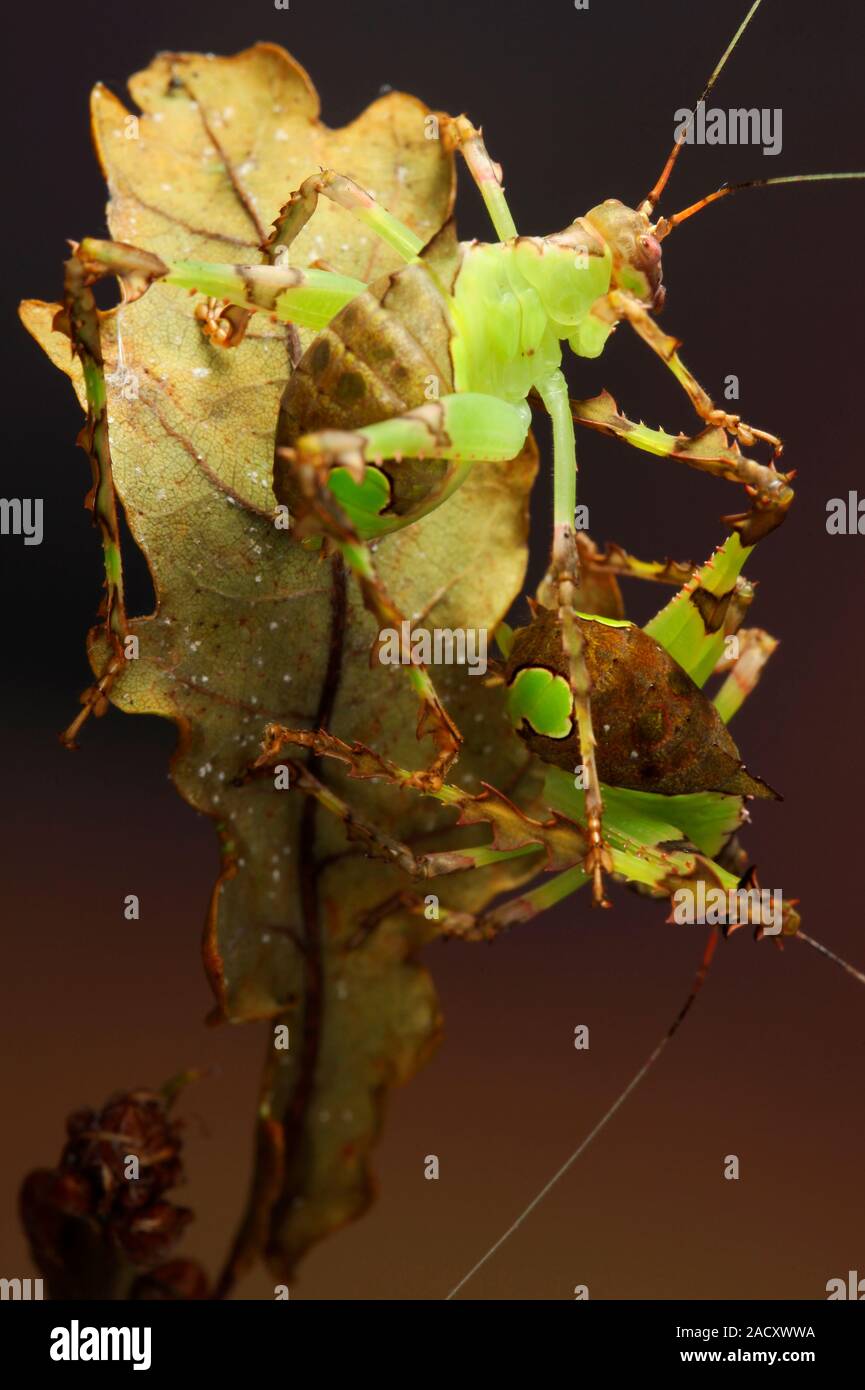 Katydid (Ancylecha fenestrata). Pair of katydids on a leaf. This ...