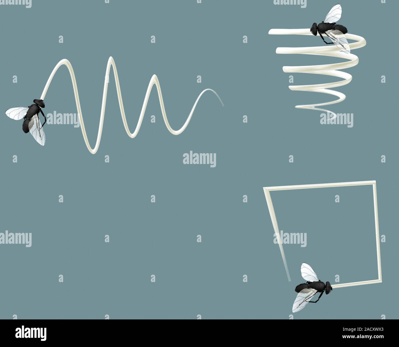 Flight patterns of a fly. Artwork of three flight patterns observed in ...