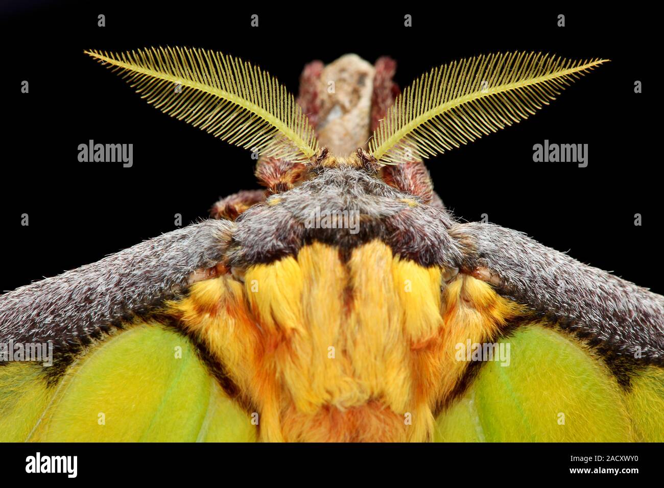 African moon moth (Argema mimosae), head and antennae close up Stock ...