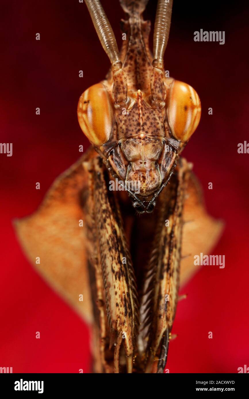 Mantis (Gongylus sp.) head Stock Photo - Alamy