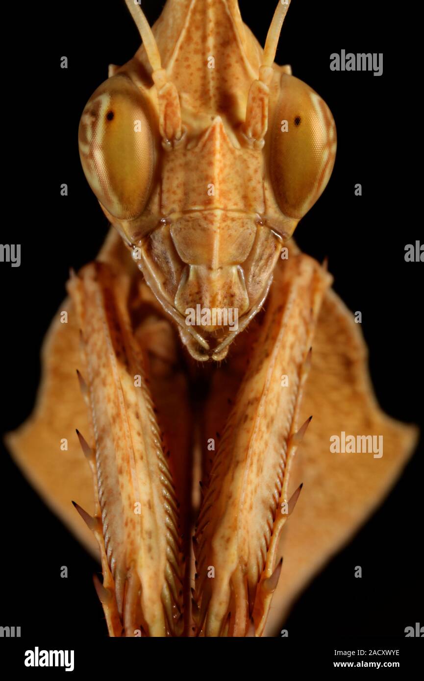 Mantis (Gongylus sp.) head Stock Photo - Alamy