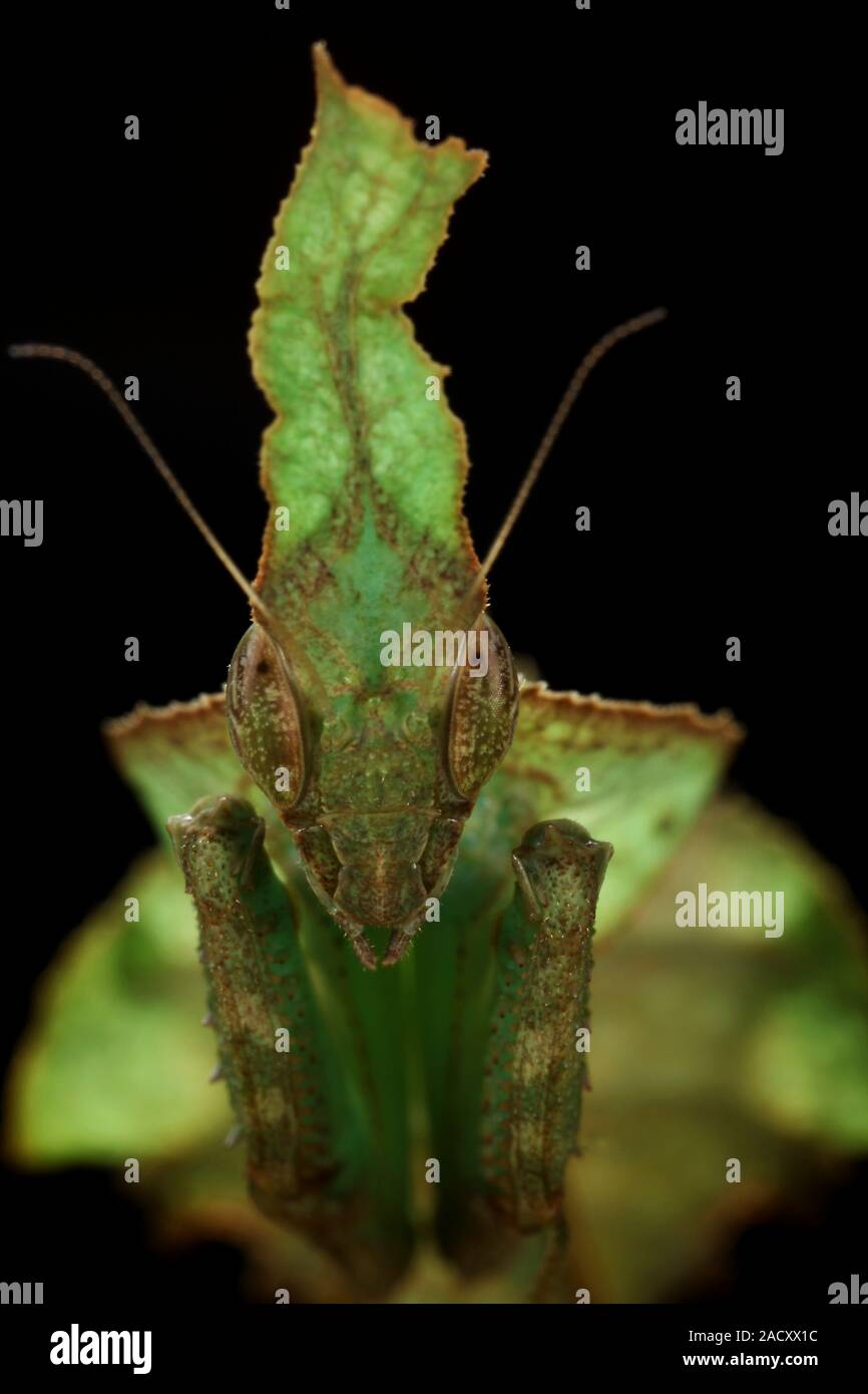 Leaf-mimic praying mantis (Phyllocrania paradoxa) front head view Stock ...