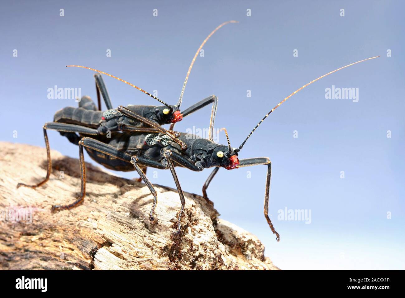 Stick insects (Peruphasma schultei) mating. This species of stick ...
