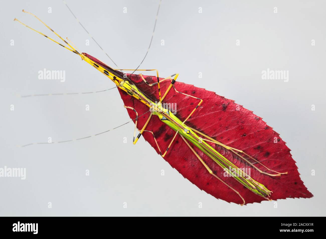 Yellow flying stick insect (Necroscia annulipes) on a leaf Stock Photo ...