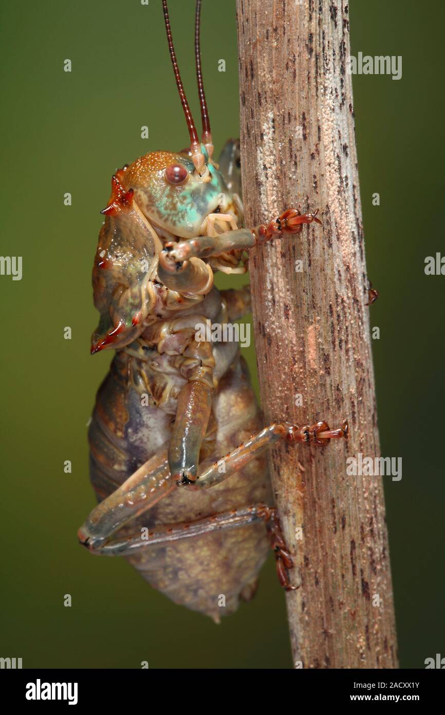 Giant armoured cricket (Madiga liberiana Stock Photo - Alamy
