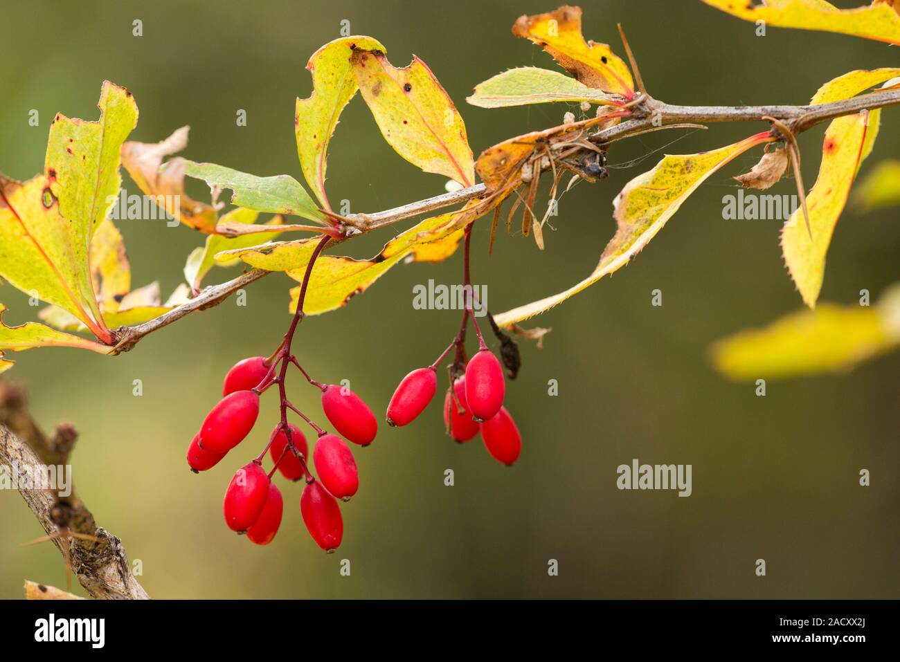 Barberry (Berberis vulgaris) in fruit. Photographed in the Dolomites ...