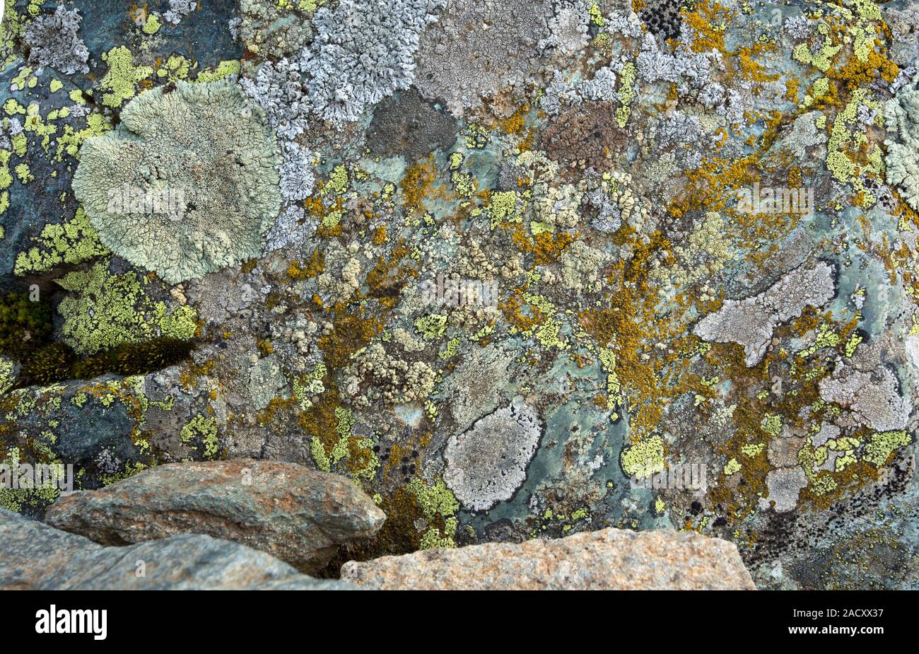 Lichens on a rock. Close-up of mixed lichens growing on acid rock ...