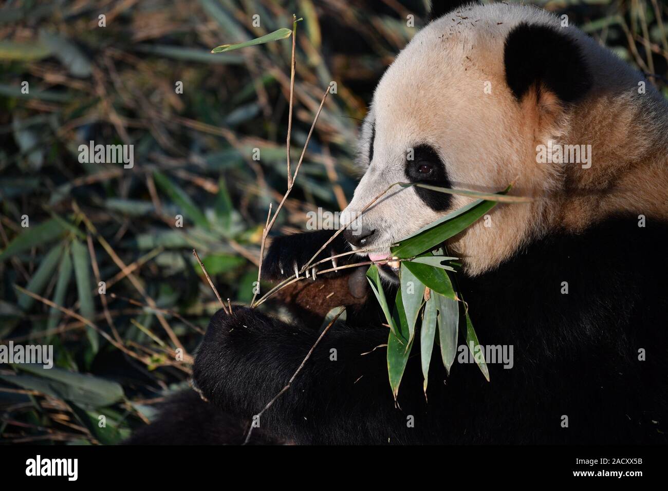 Qinling Panda High Resolution Stock Photography and Images - Alamy