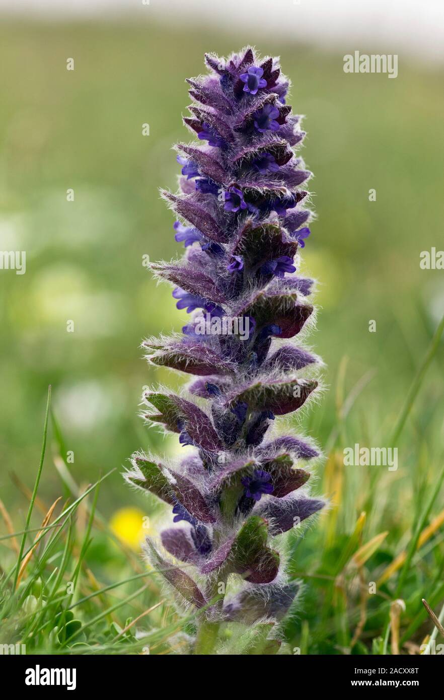Pyramidal bugle (Ajuga pyramidalis) in flower. Photographed in the ...