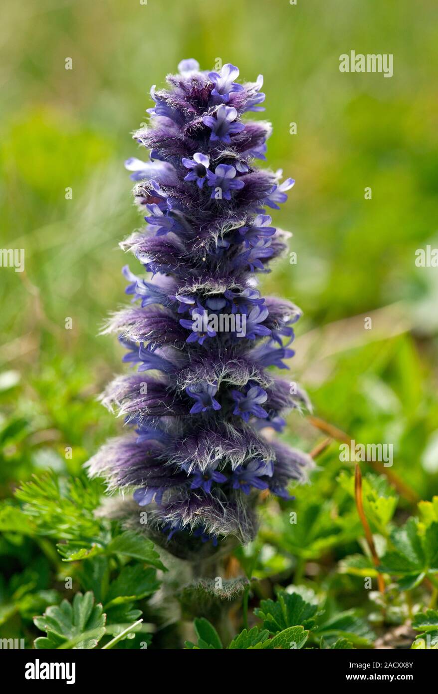 Pyramidal bugle (Ajuga pyramidalis) in flower. Photographed in the ...