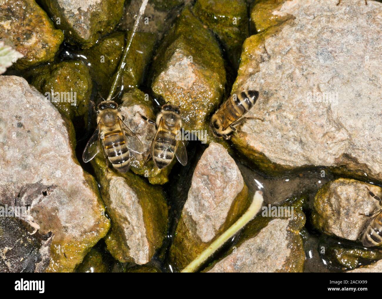 Honey bees drinking. European honey bees (Apis mellifera) drinking from ...