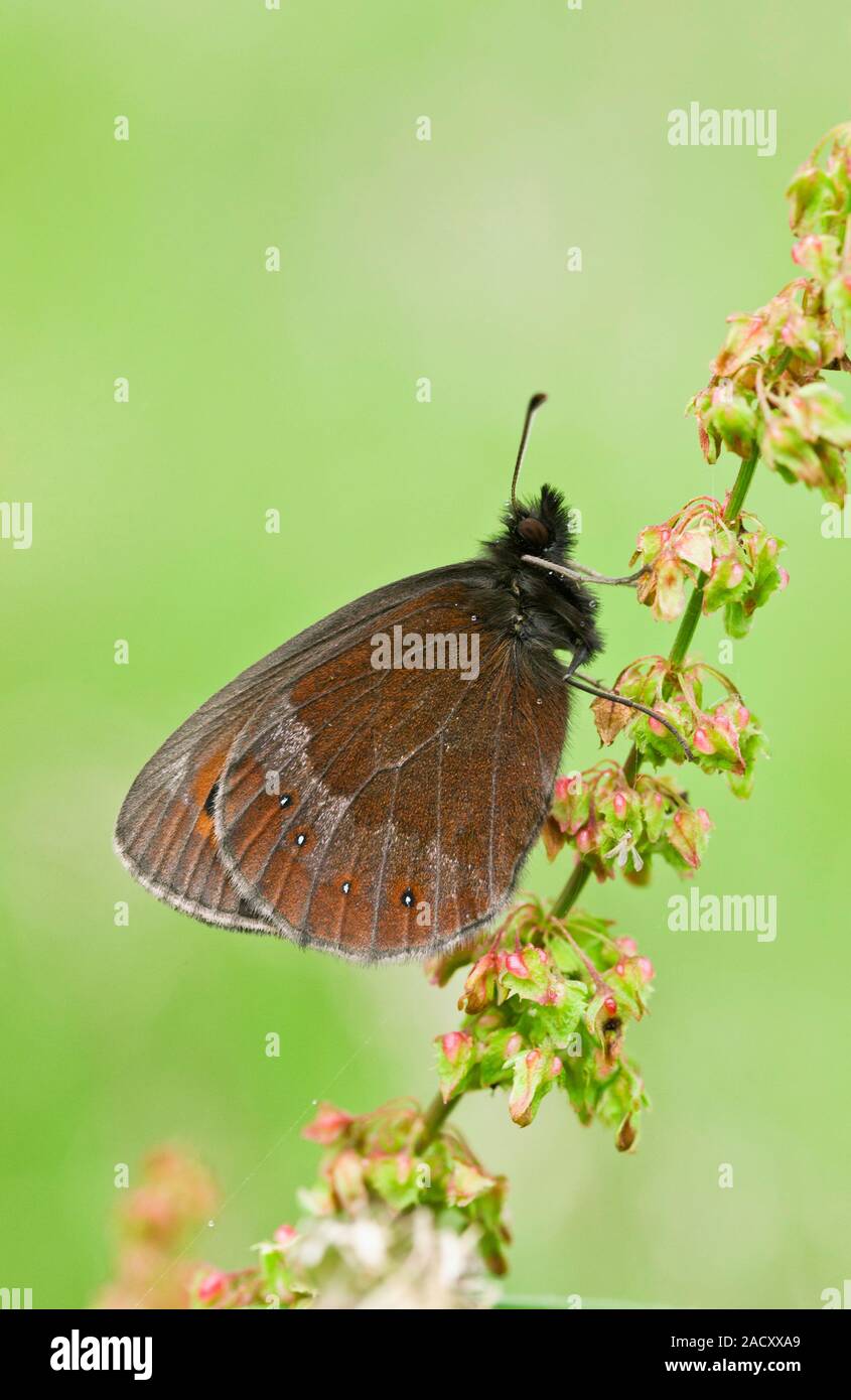 Scotch argus (Erebia aethiops) butterfly on a dock (Rumes sp.) plant ...