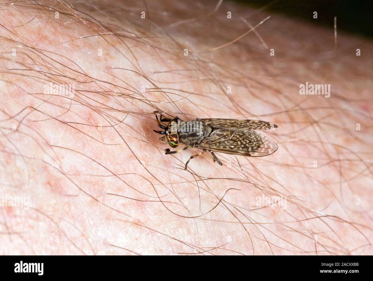 Close-up of a common horse fly (Haematopota pluvialis), or cleg, on ...