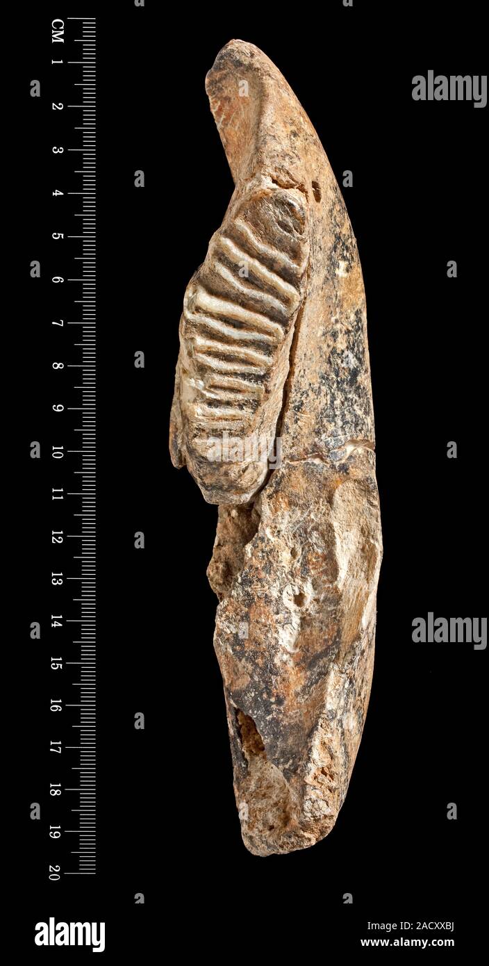 Tooth and jawbone of the dwarf elephant Palaeoloxodon cypriotes ...