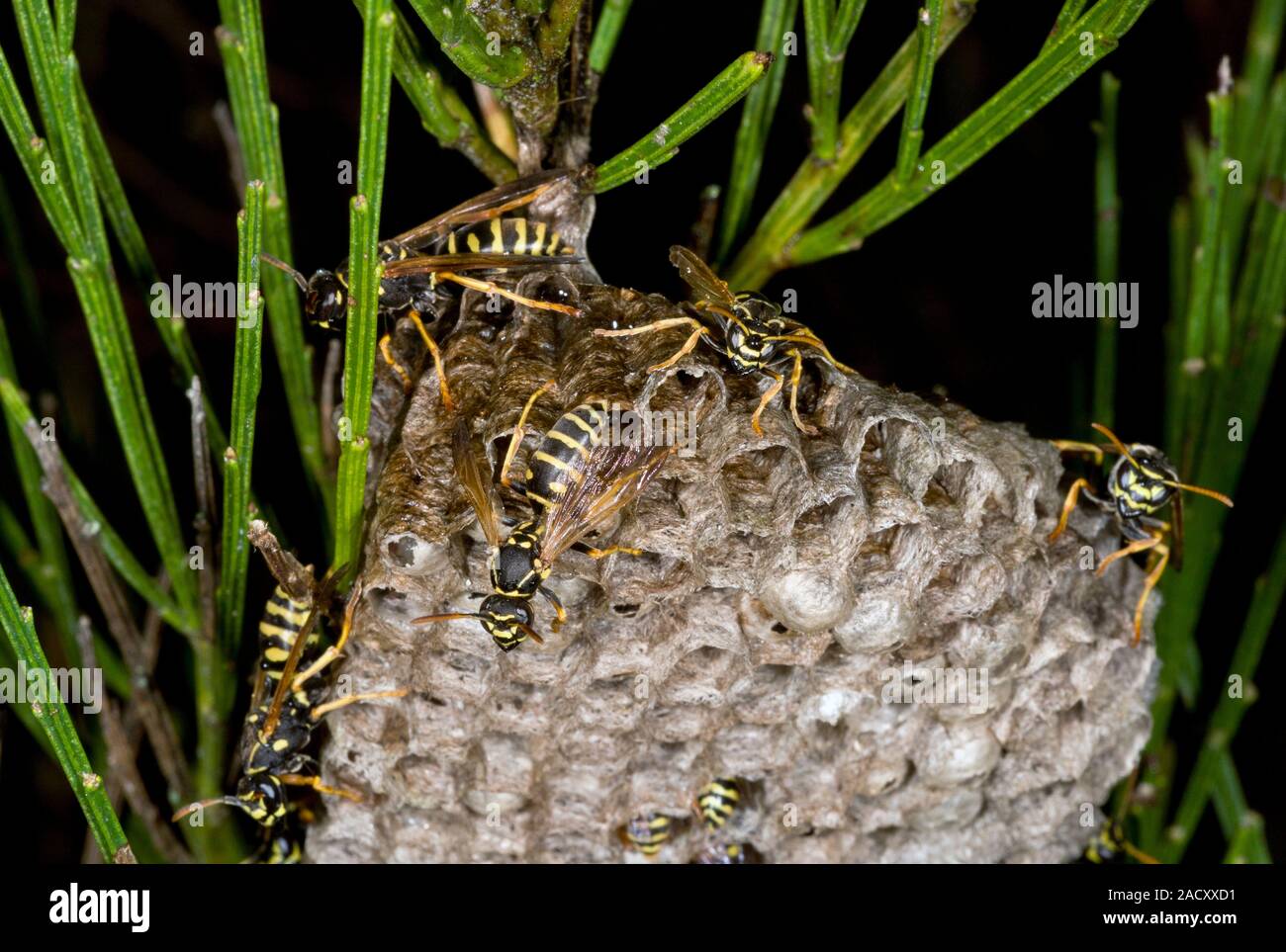 Paper wasps (Polistes sp.) on their nest. Paper wasps gather fibres ...