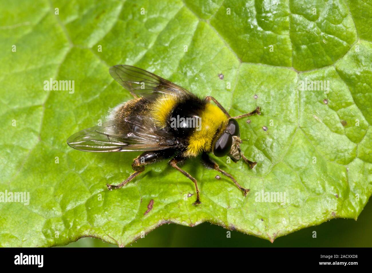 Bee-mimic hoverfly (family Syrphidae.) on a leaf. This species of ...