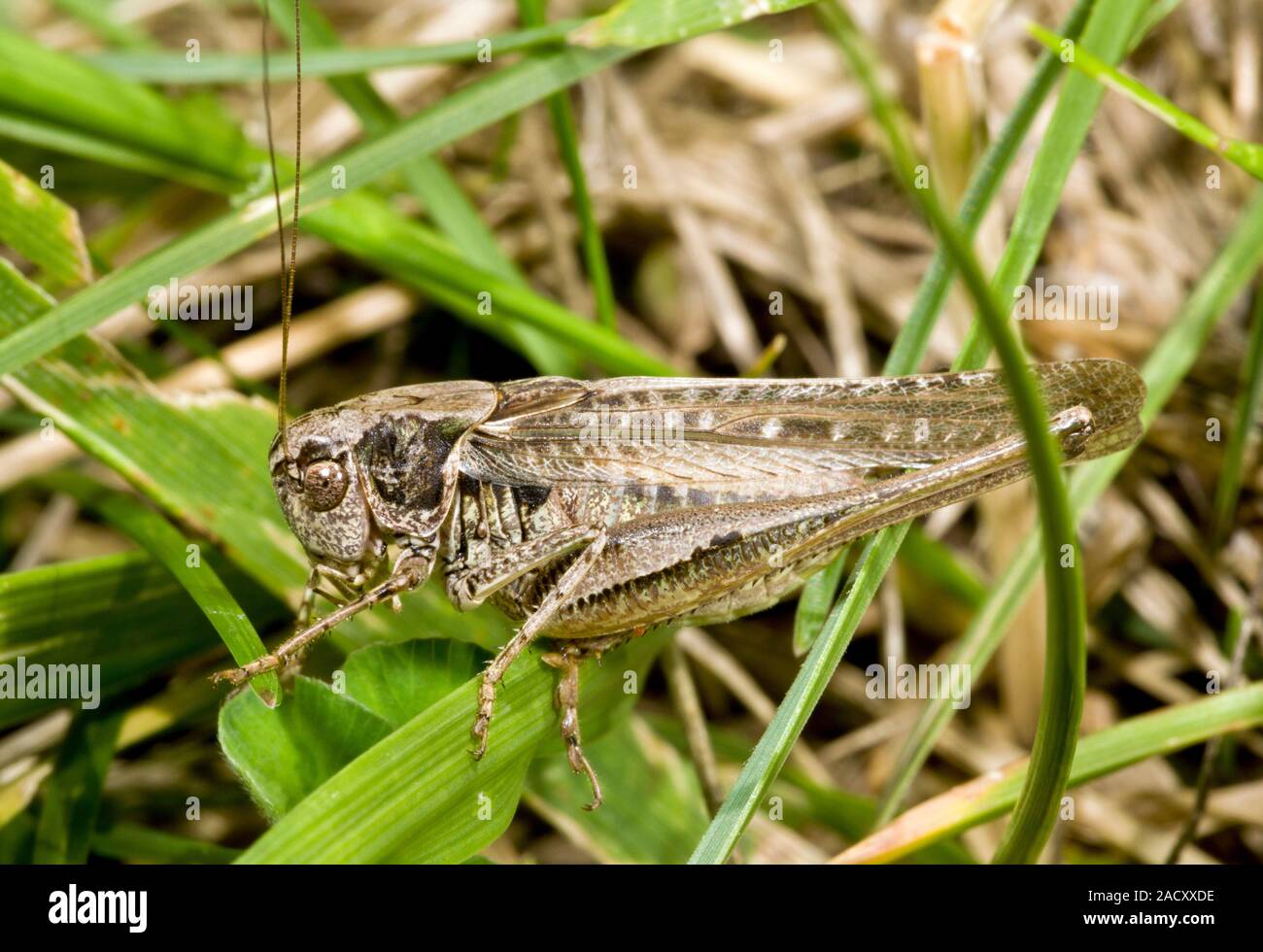 Male grey bush-cricket (Platycleis albopunctata) on grass Stock Photo ...