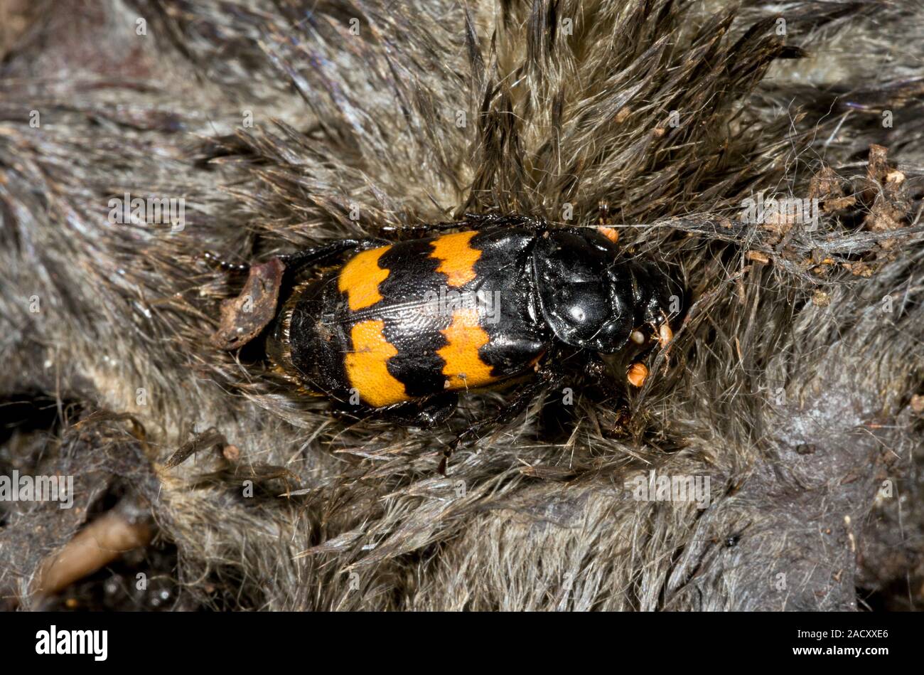 Burying beetle (Nicrophorus interruptus) on the carcass of a dead mole ...