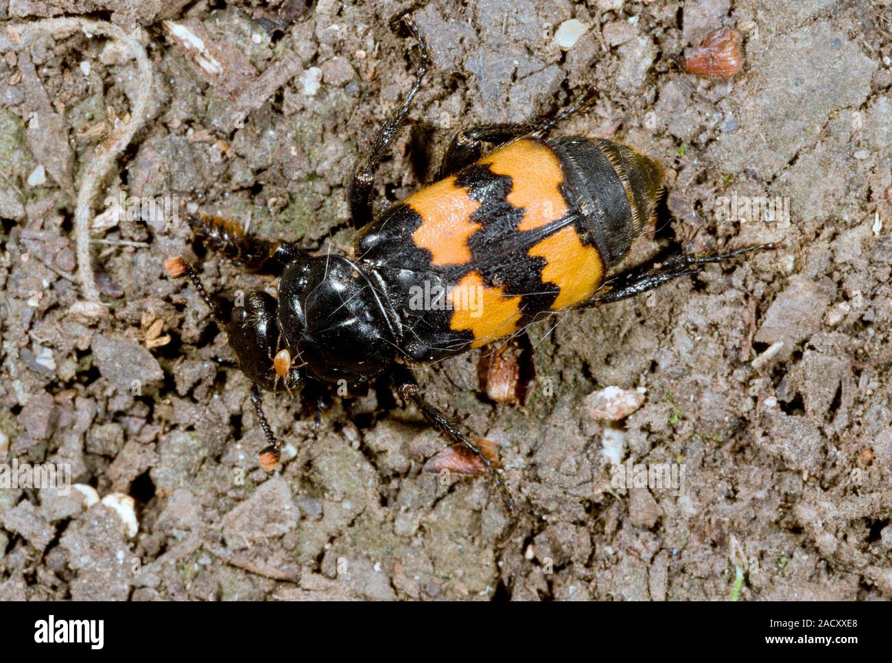 Burying beetle (Nicrophorus interruptus) looking for carrion. Burying ...