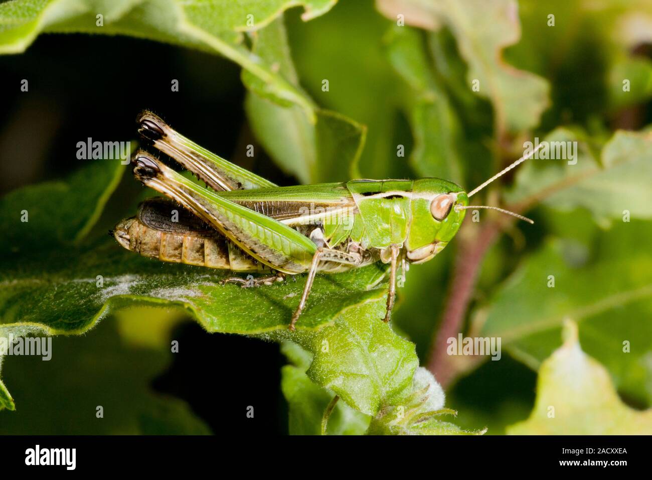 Female stripe-winged grasshopper (Stenobothrus lineatus) on a leaf ...
