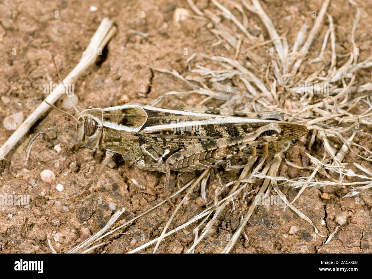 Red-winged grasshopper (Oedipoda germanica). The hind wings of the red ...