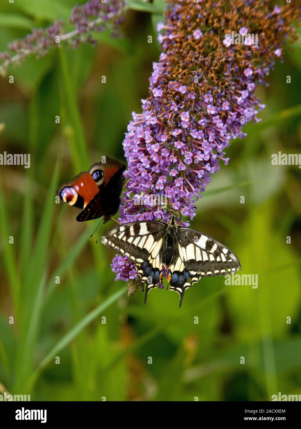 Common swallowtail (Papilio machaon britannicus) butterfly, feeding ...