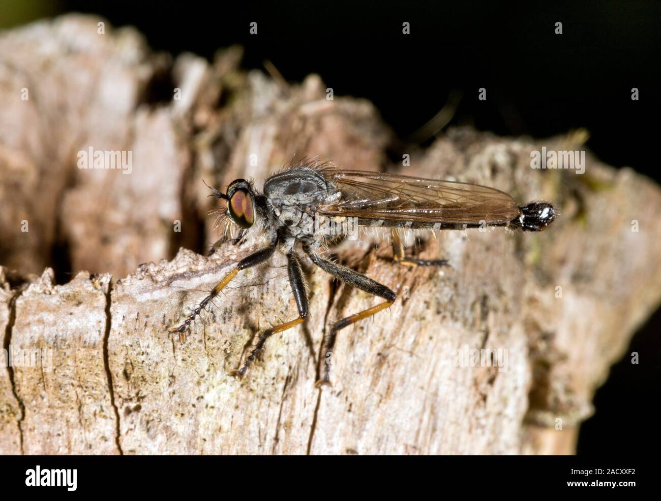 Common awl robber-fly (Neoitamus cyanurus) on wood. Robber flies ...