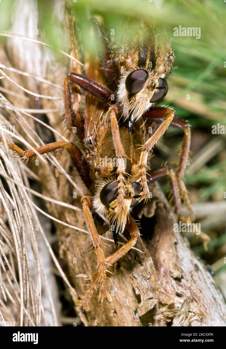 Hornet robberflies (Asilus crabroniformis) mating. Robber flies (family ...