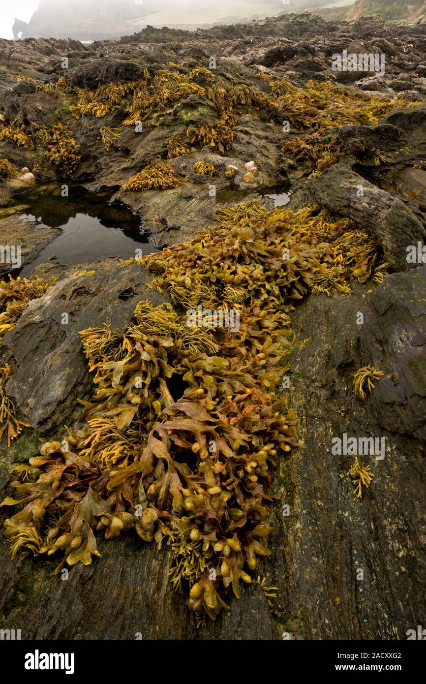Rock pools at low tide. View across seaweed and rock pools at very low ...