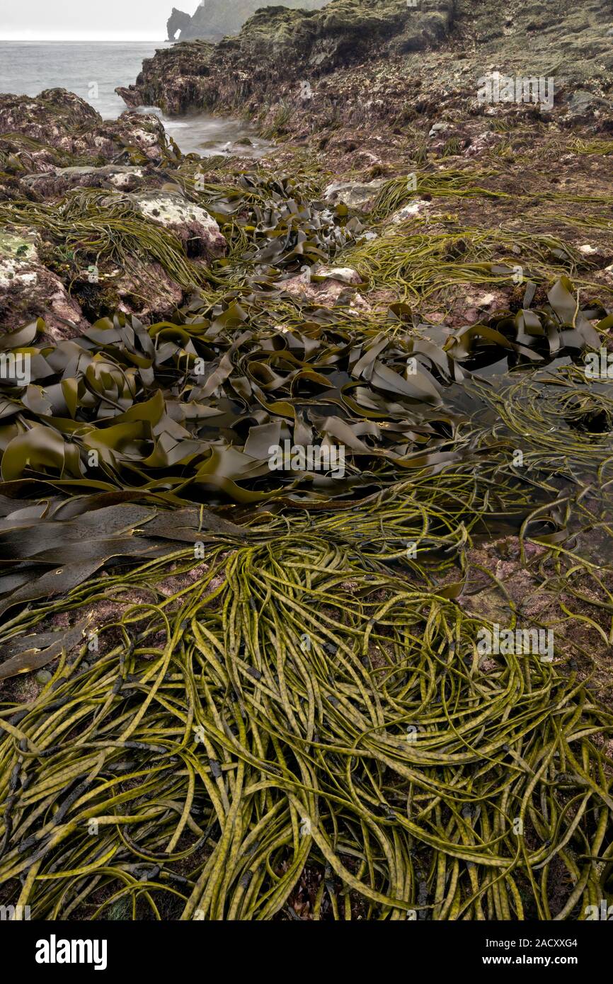 Rock pools at low tide. View across seaweed and rock pools at very low ...