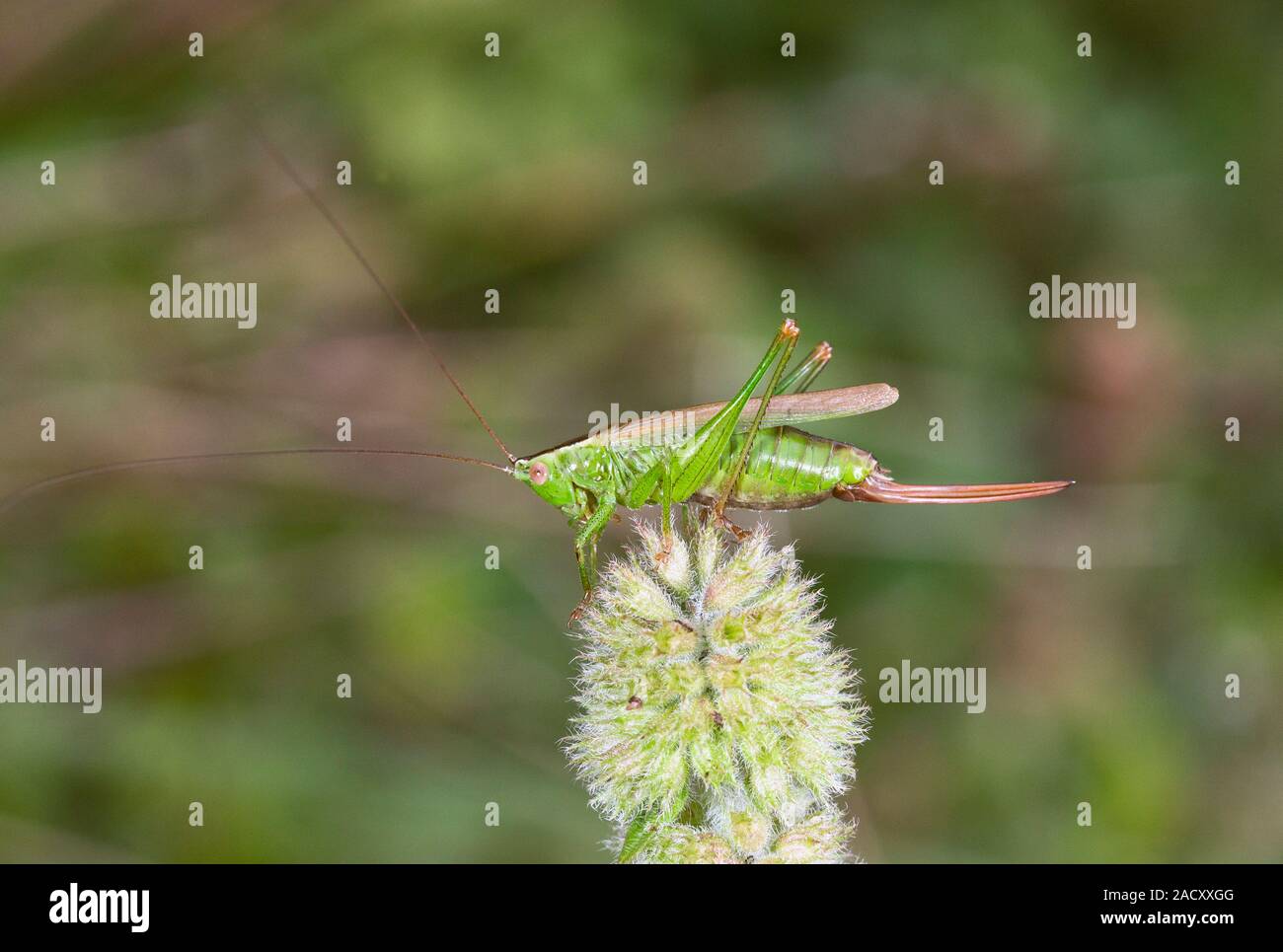 Female long-winged conehead (Conocephalus discolor) on a flower. This ...