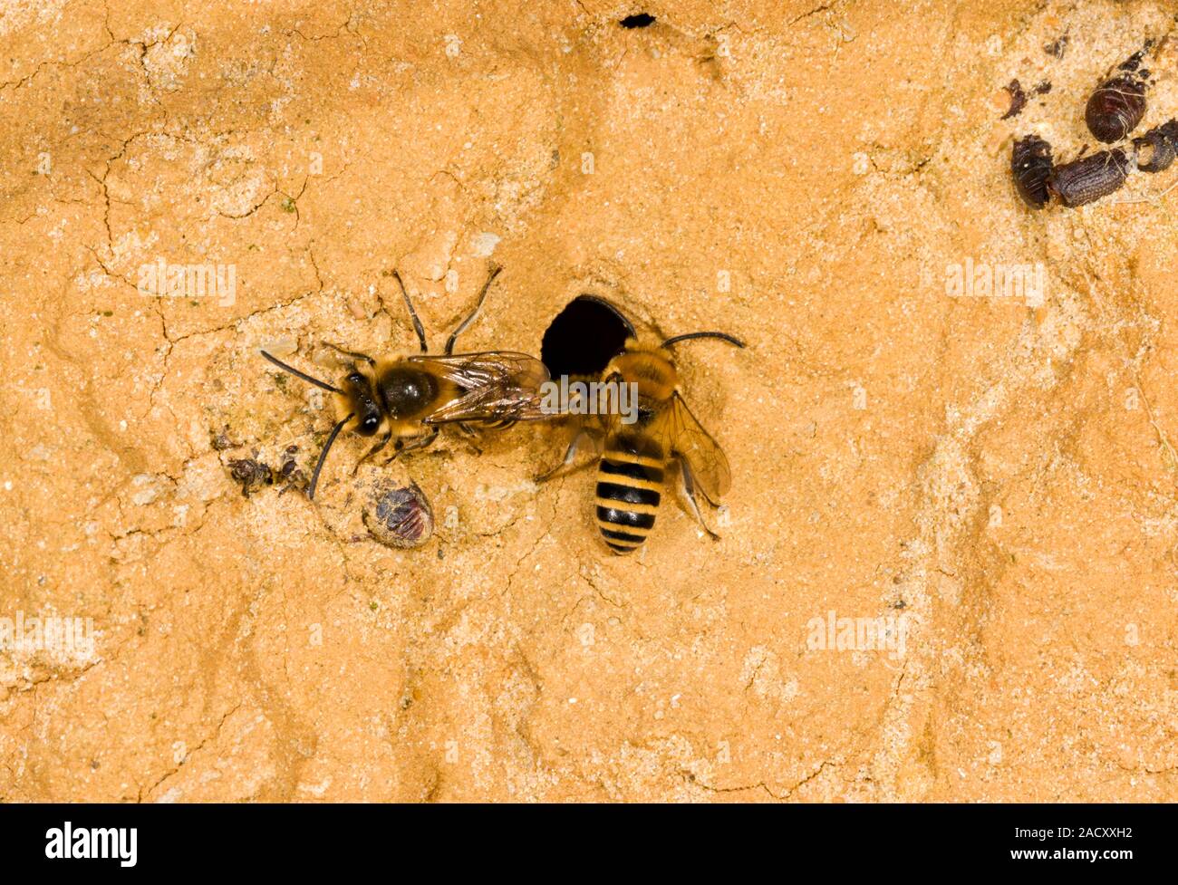 Ivy bees (Colletes hederae) in their nesting cliff. These solitary bees ...