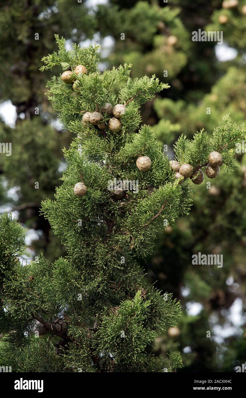 Mediterranean cypress (Cupressus sempervirens) tree in fruit ...