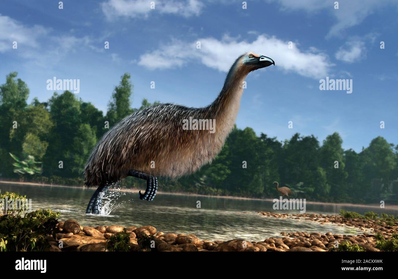 Giant moa (Dinornis sp.) running in a lake in front of a dense forest ...