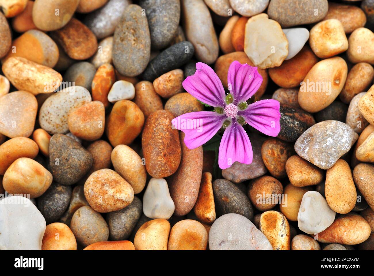 Common mallow (Malva sylvestris) flower amongst shingle on a beach ...