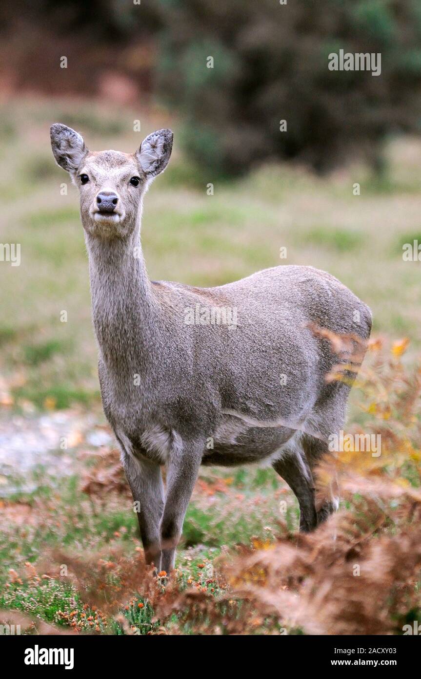 Female (hind) sika deer (Cervus nippon) in its winter coat. These deer ...