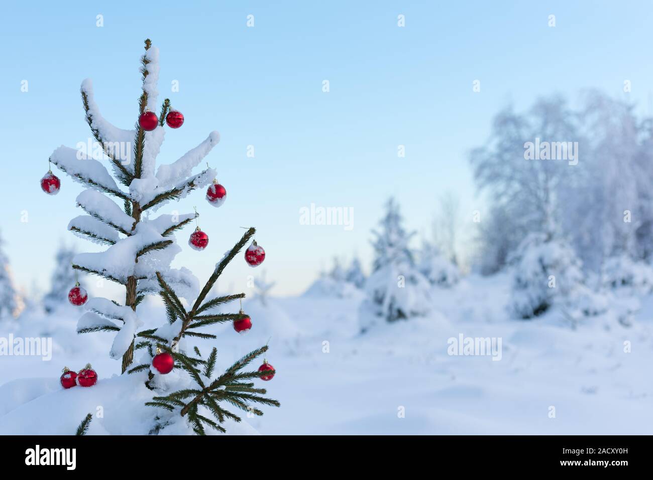 christmas balls on pine tree Stock Photo - Alamy