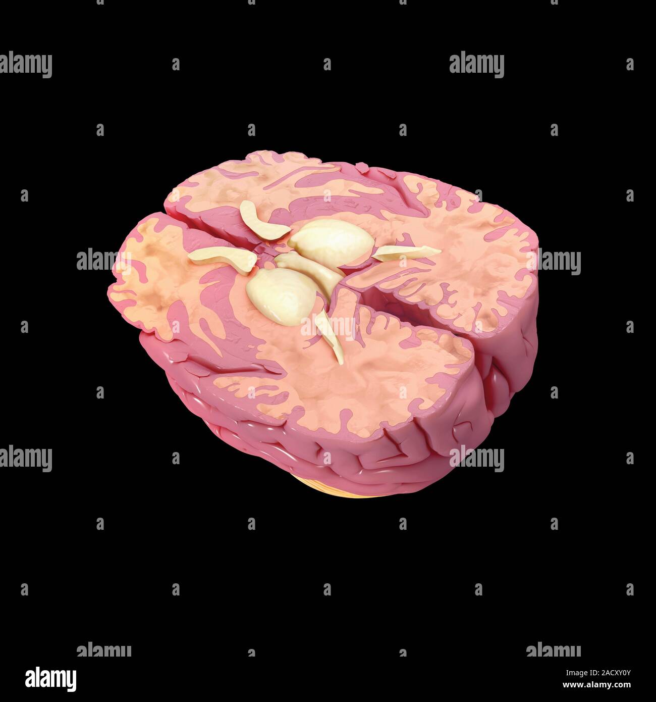 Brain anatomy. Artwork of a transverse section through a brain. At ...