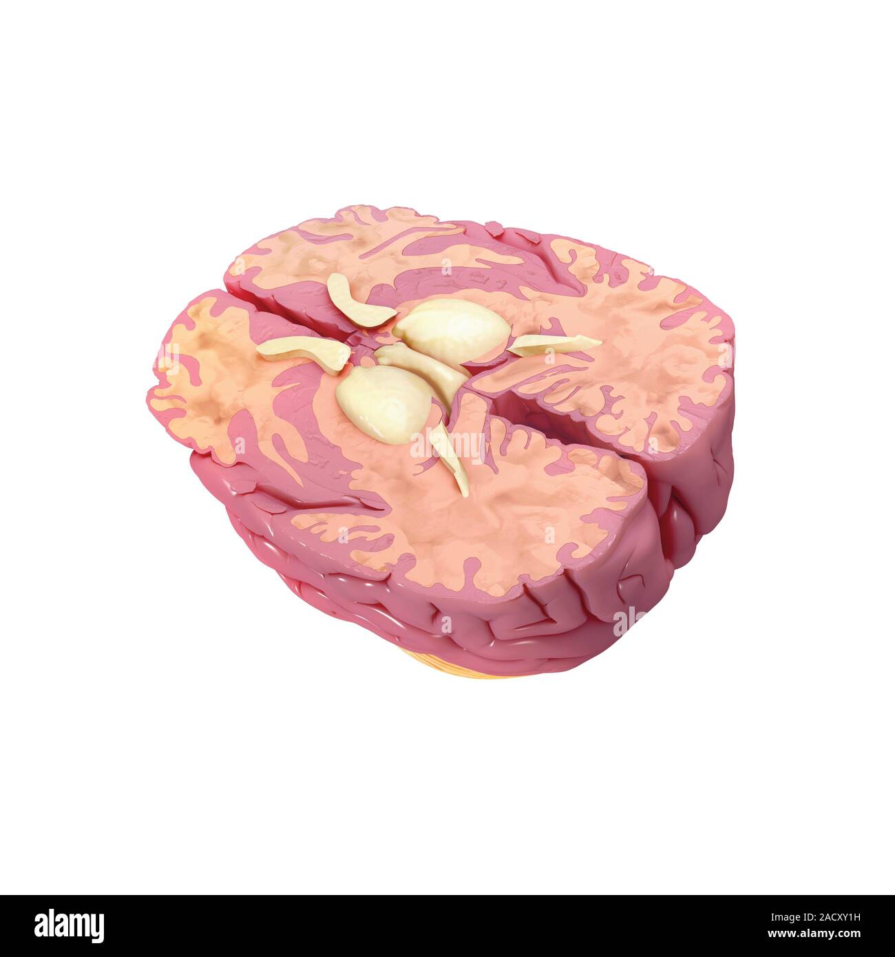 Brain anatomy. Artwork of a transverse section through a brain. At ...