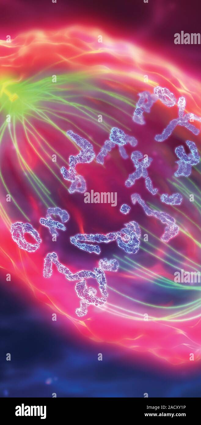 Abnormal mitosis. Artwork of abnormal anaphase during mitosis (nuclear ...