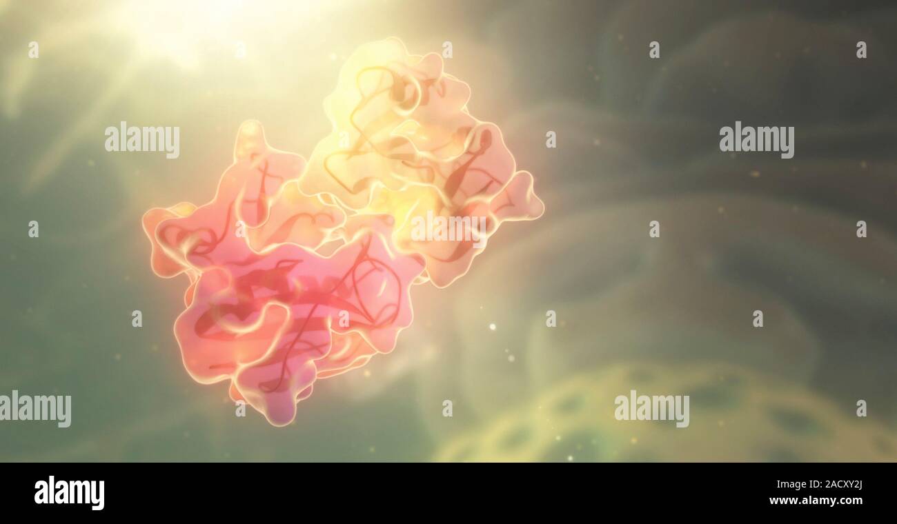 Enzyme and substrate, artwork. Enzymes are proteins that catalyse ...