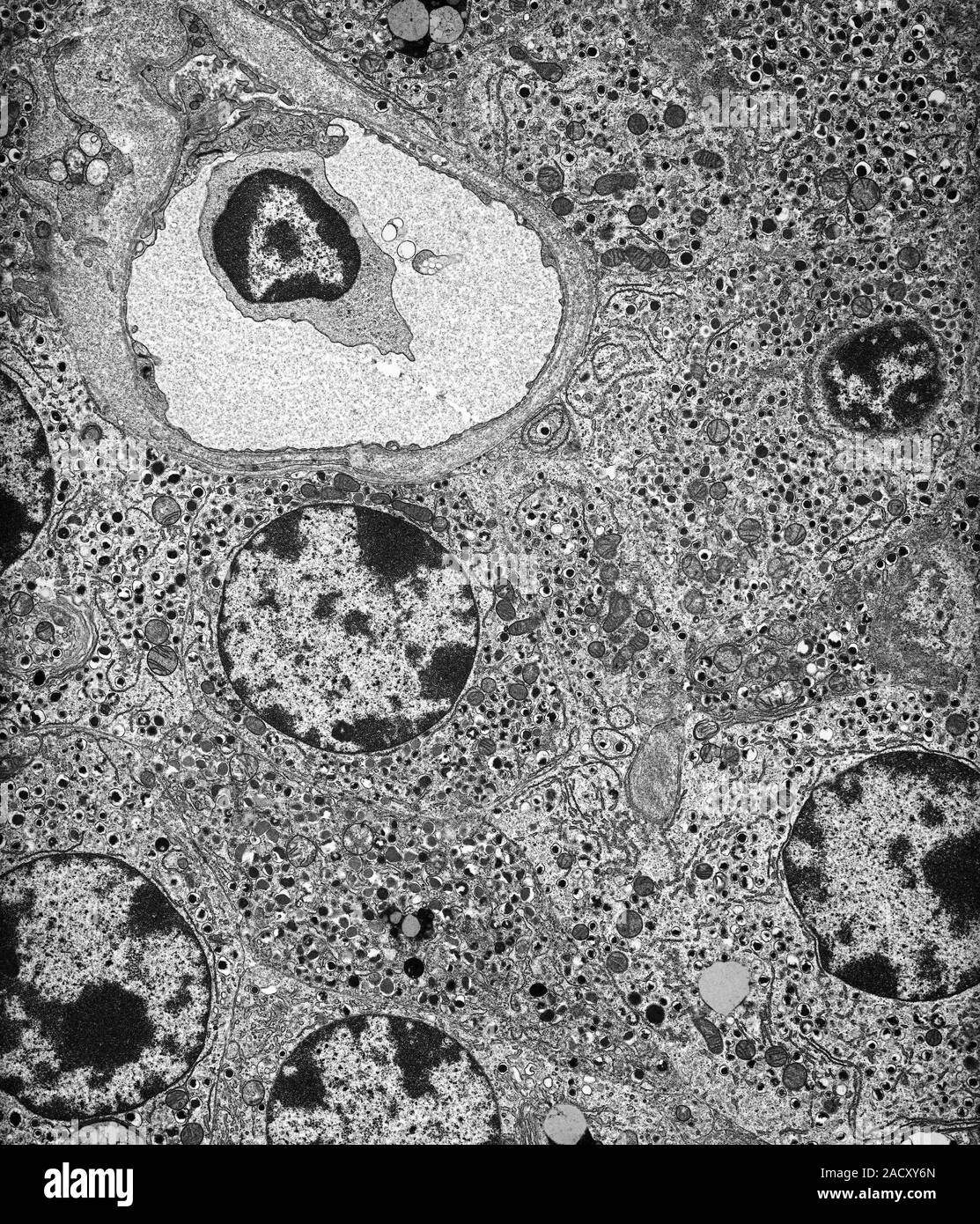 Pancreatic islet cells. Transmission electron micrograph (TEM) of a ...