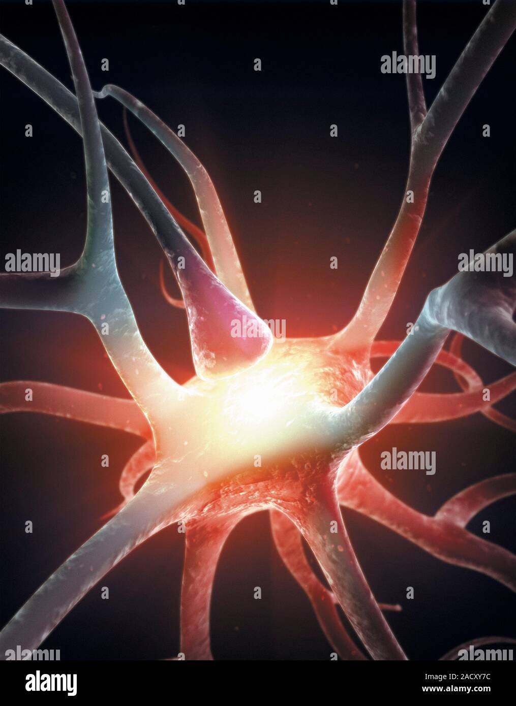 Nerve cell, artwork. Nerve cells, or neurons, are responsible for ...