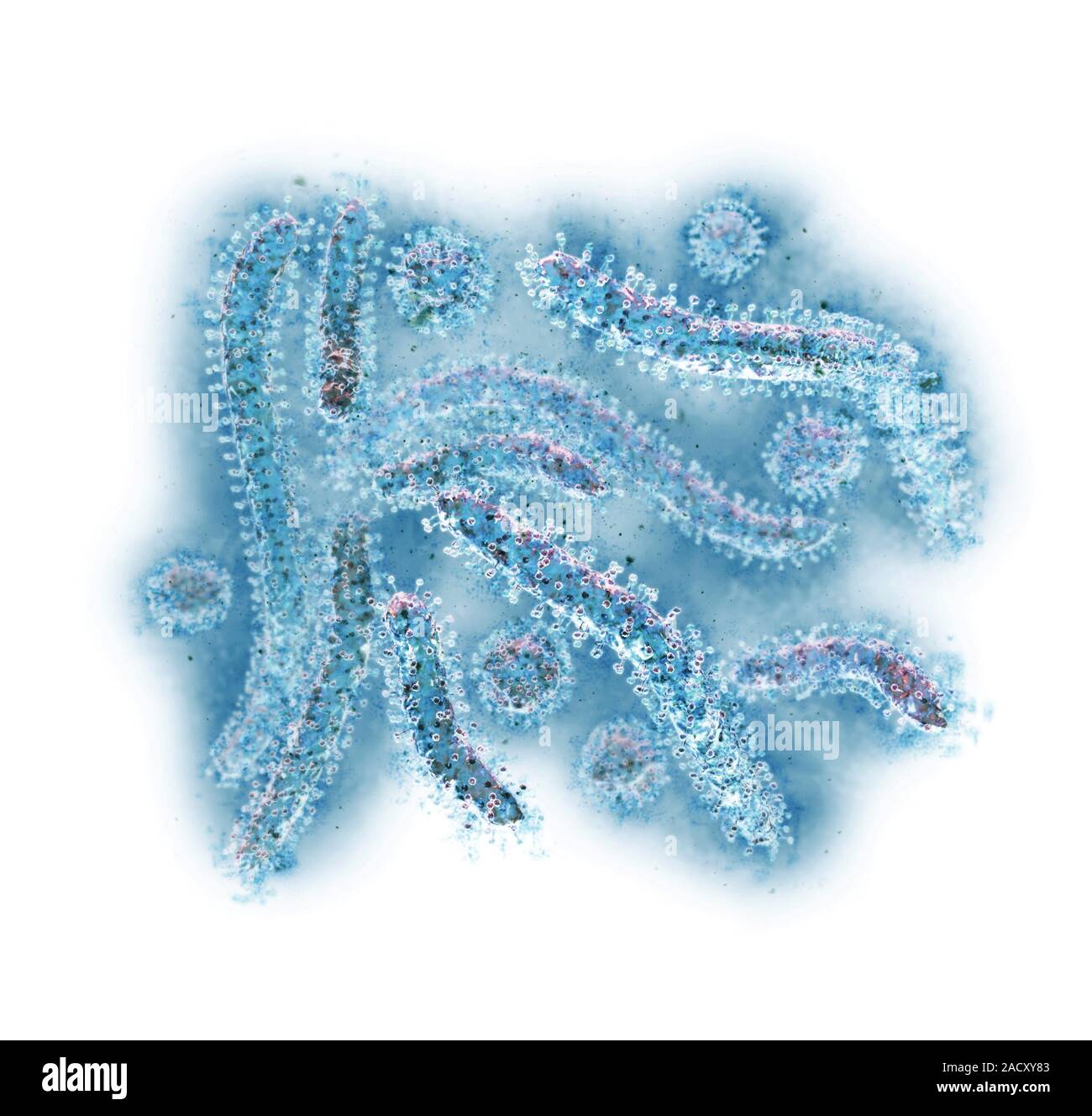 Hepatitis B virus particles, artwork. The spheres are complete virus ...