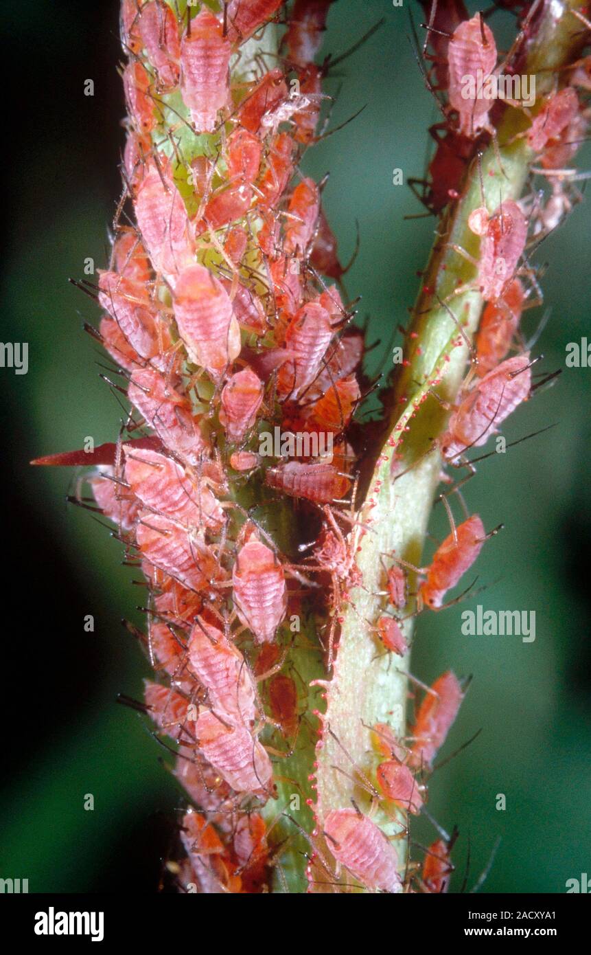 Colony of aphids (family Aphididae) on a rose bush (Rosa sp.) stem ...